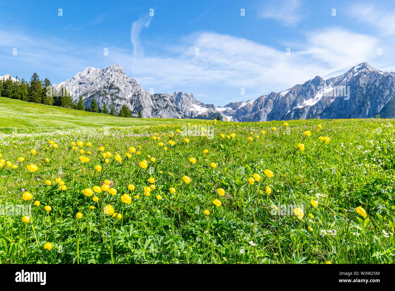 Austria tyrol meadow mountains flowers hi-res stock photography and ...