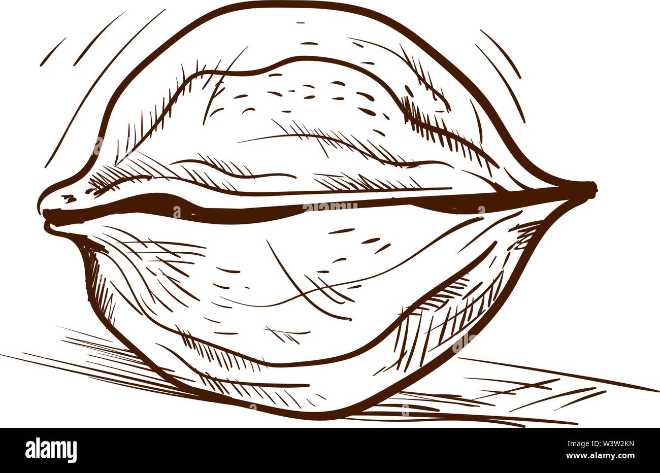 Walnut drawing, illustration, vector on white background Stock Vector ...