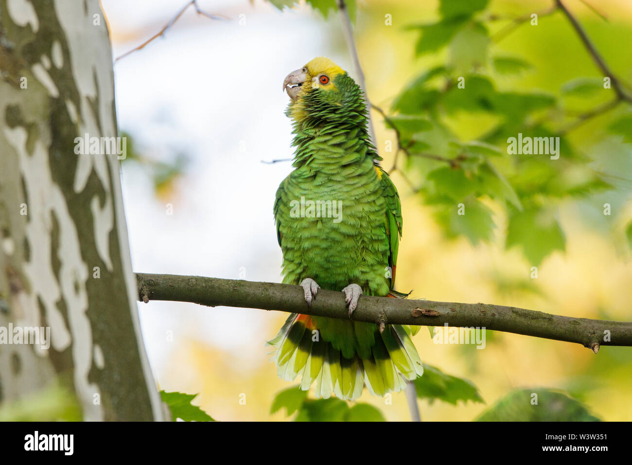 yellow-crowned amazon, yellow-crowned parrot, Gelbkopfamazone (Amazona ...