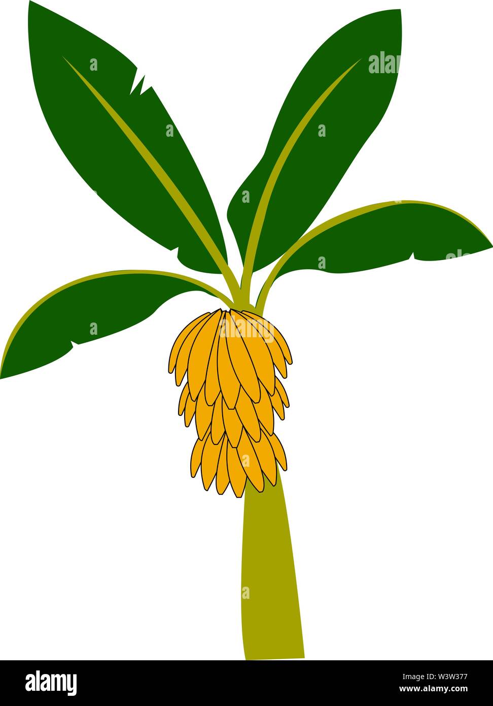 Banana tree tropical leaf Stock Vector Images - Alamy