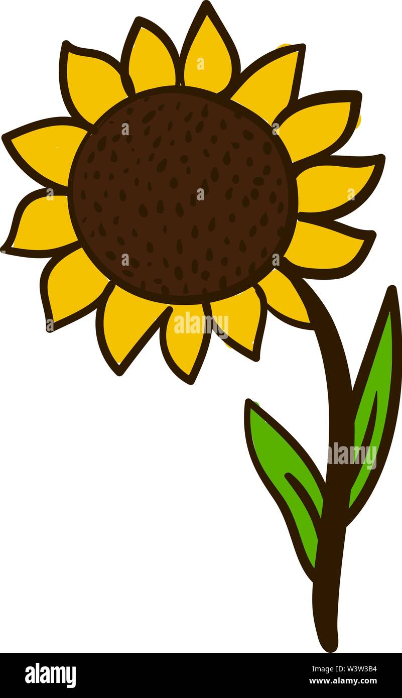 Big sunflower, illustration, vector on white background Stock Vector ...