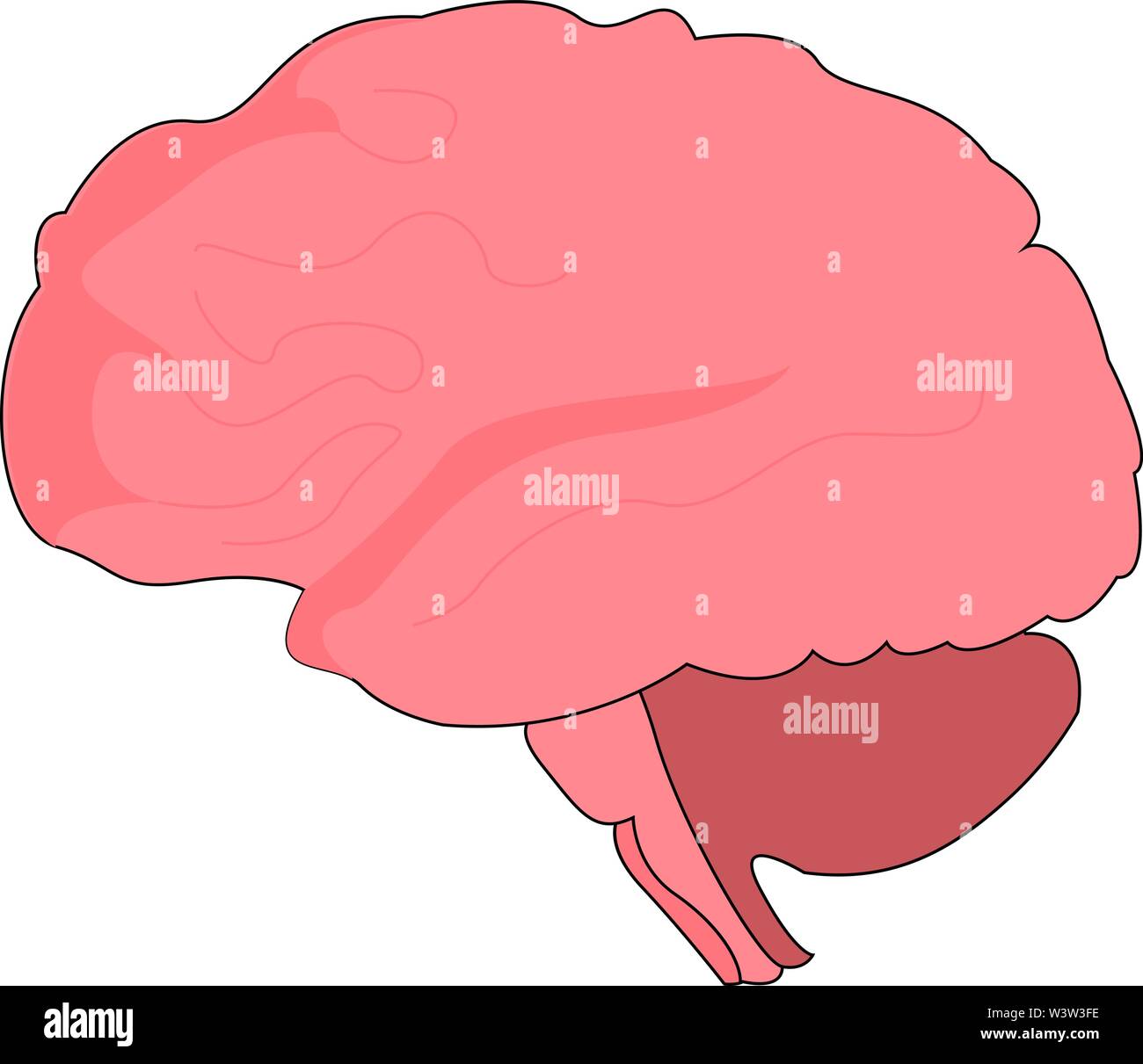Human brain, illustration, vector on white background Stock Vector ...