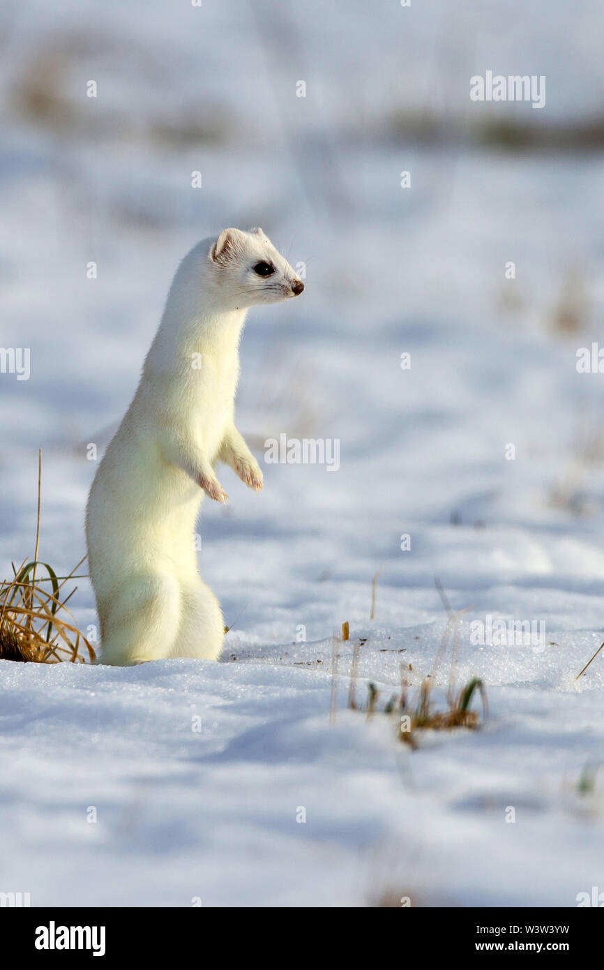 Stoat, short-tailed weasel, Hermelin (Mustela erminea) im Winterfell ...