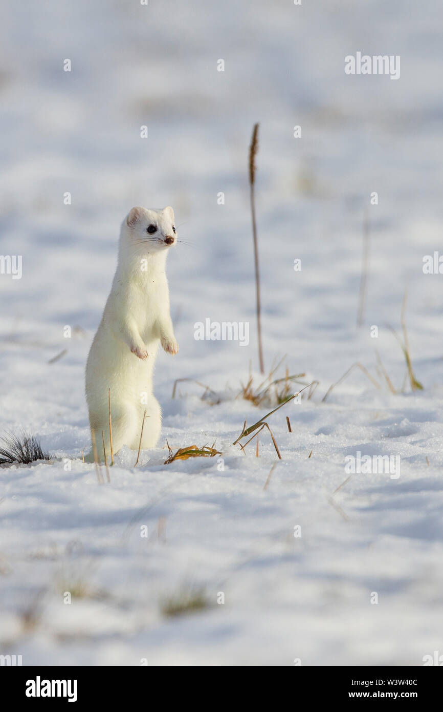 Stoat, short-tailed weasel, Hermelin (Mustela erminea) im Winterfell ...