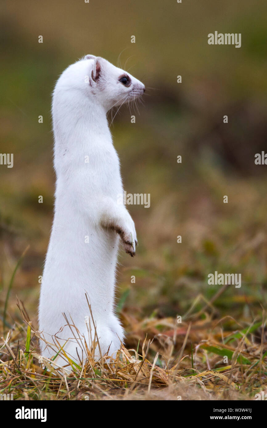 Stoat, short-tailed weasel, Hermelin (Mustela erminea) im Winterfell ...