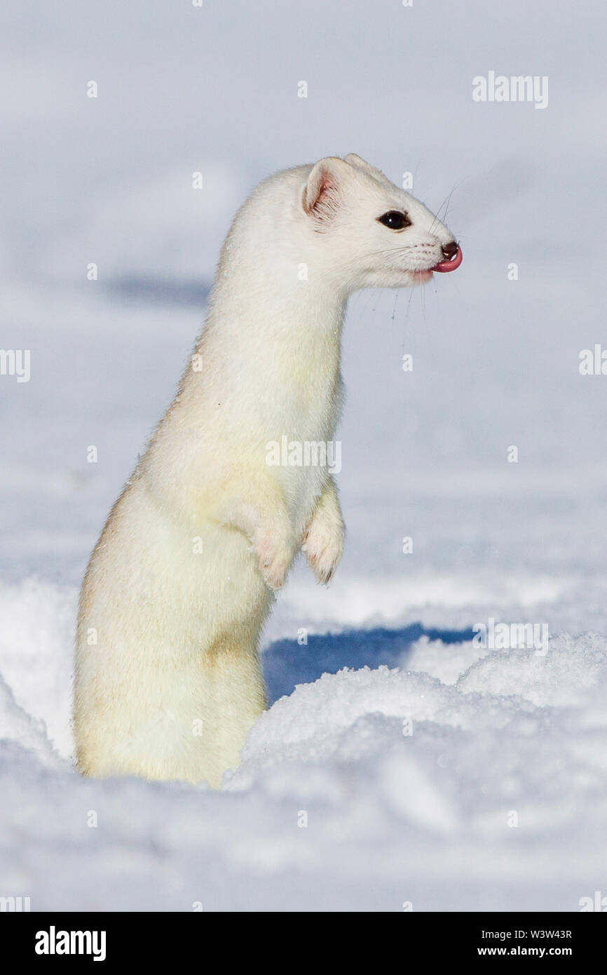 Stoat, short-tailed weasel, Hermelin (Mustela erminea) im Winterfell ...