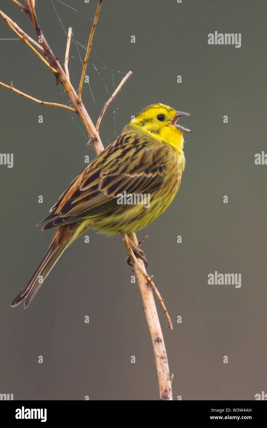 yellowhammer, Goldammer (Emberiza citrinella) Männchen Stock Photo - Alamy