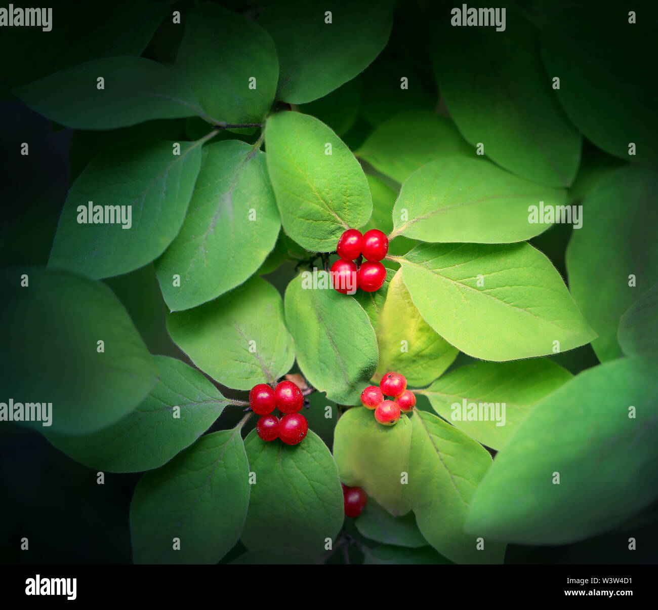 beautiful poisonous wolf berries photographed of green sheets Stock ...