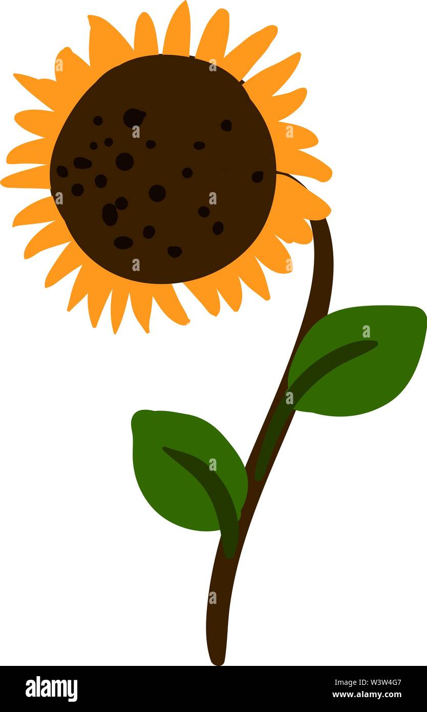 Closeup of big yellow sunflower Stock Vector Images - Alamy