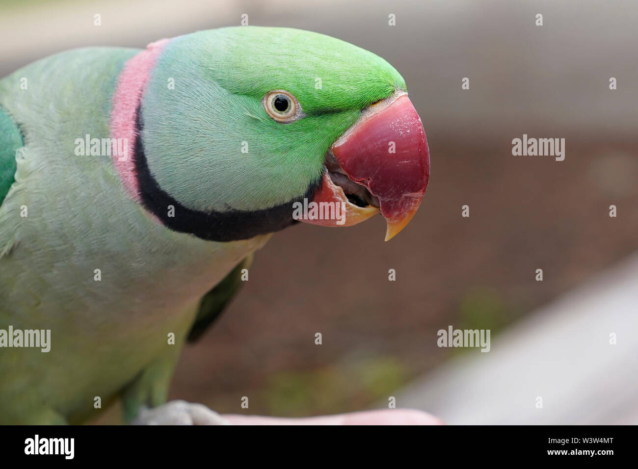 Ring Necked Parrot Stock Photo - Alamy
