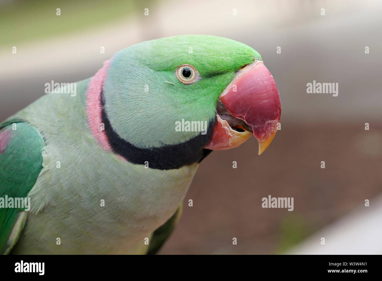 Ring Necked Parrot Stock Photo - Alamy