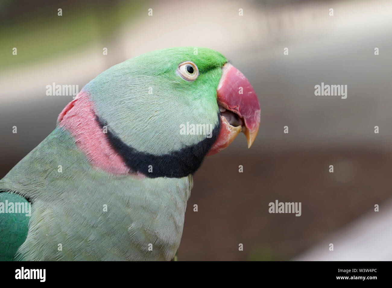 Australian ring neck parrot hi-res stock photography and images - Alamy