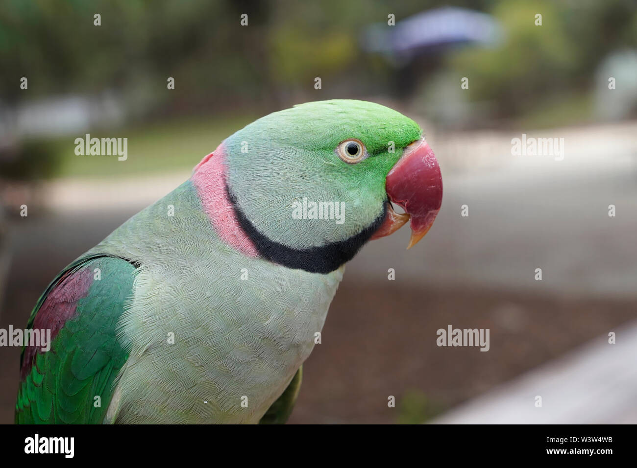 Ring Necked Parrot Stock Photo - Alamy