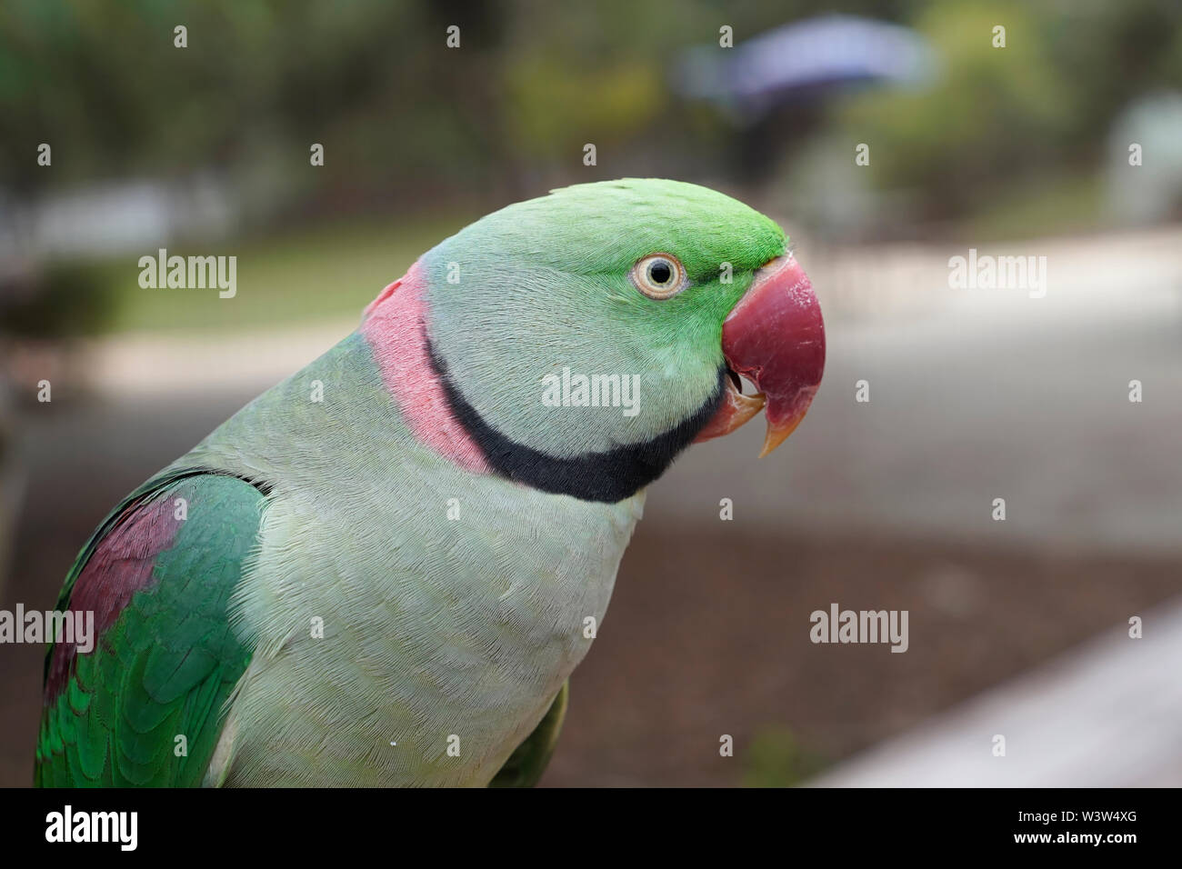 Ring Necked Parrot Stock Photo - Alamy