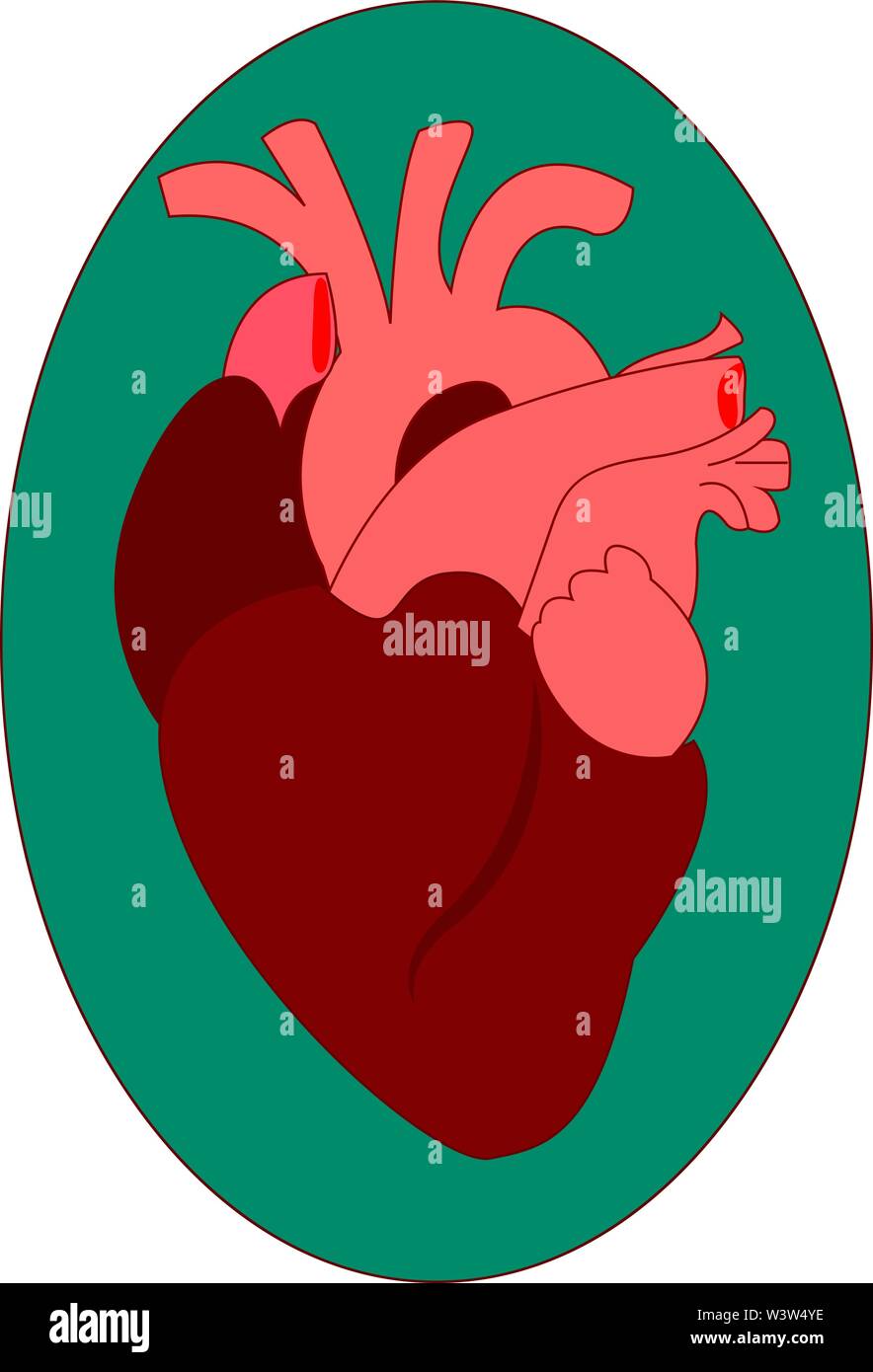 Illustration human heart vector Cut Out Stock Images & Pictures - Alamy