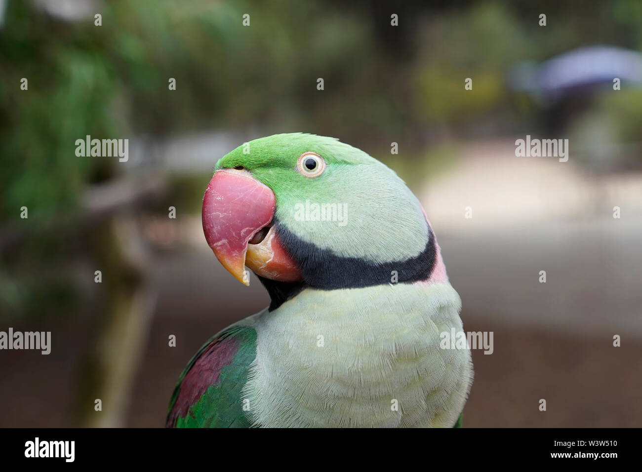 Ring Necked Parrot Stock Photo - Alamy