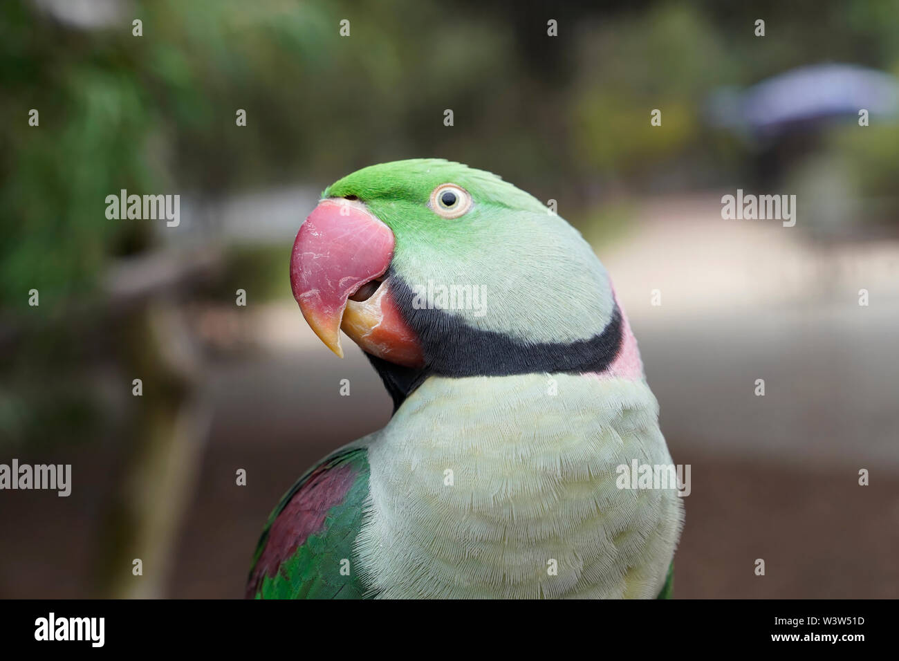 Parrot with red ring hi-res stock photography and images - Alamy