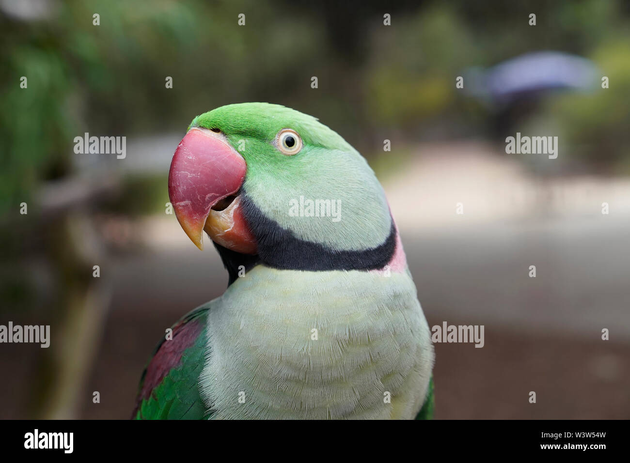 Ring Necked Parrot Stock Photo - Alamy