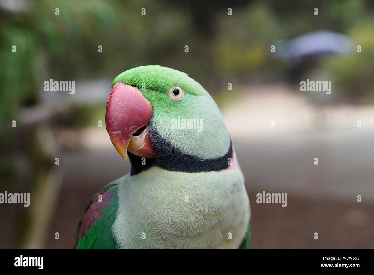 Ring Necked Parrot Stock Photo - Alamy