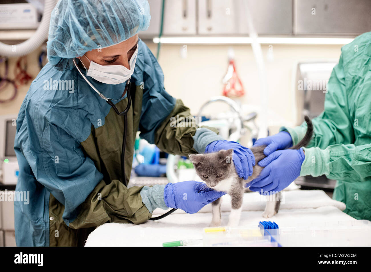 Spay surgery hi-res stock photography and images - Alamy