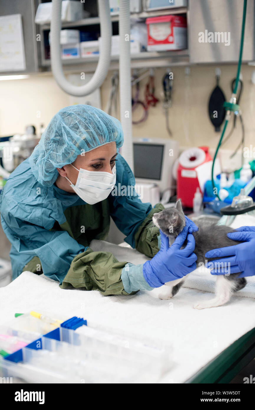 Spay surgery hi-res stock photography and images - Alamy