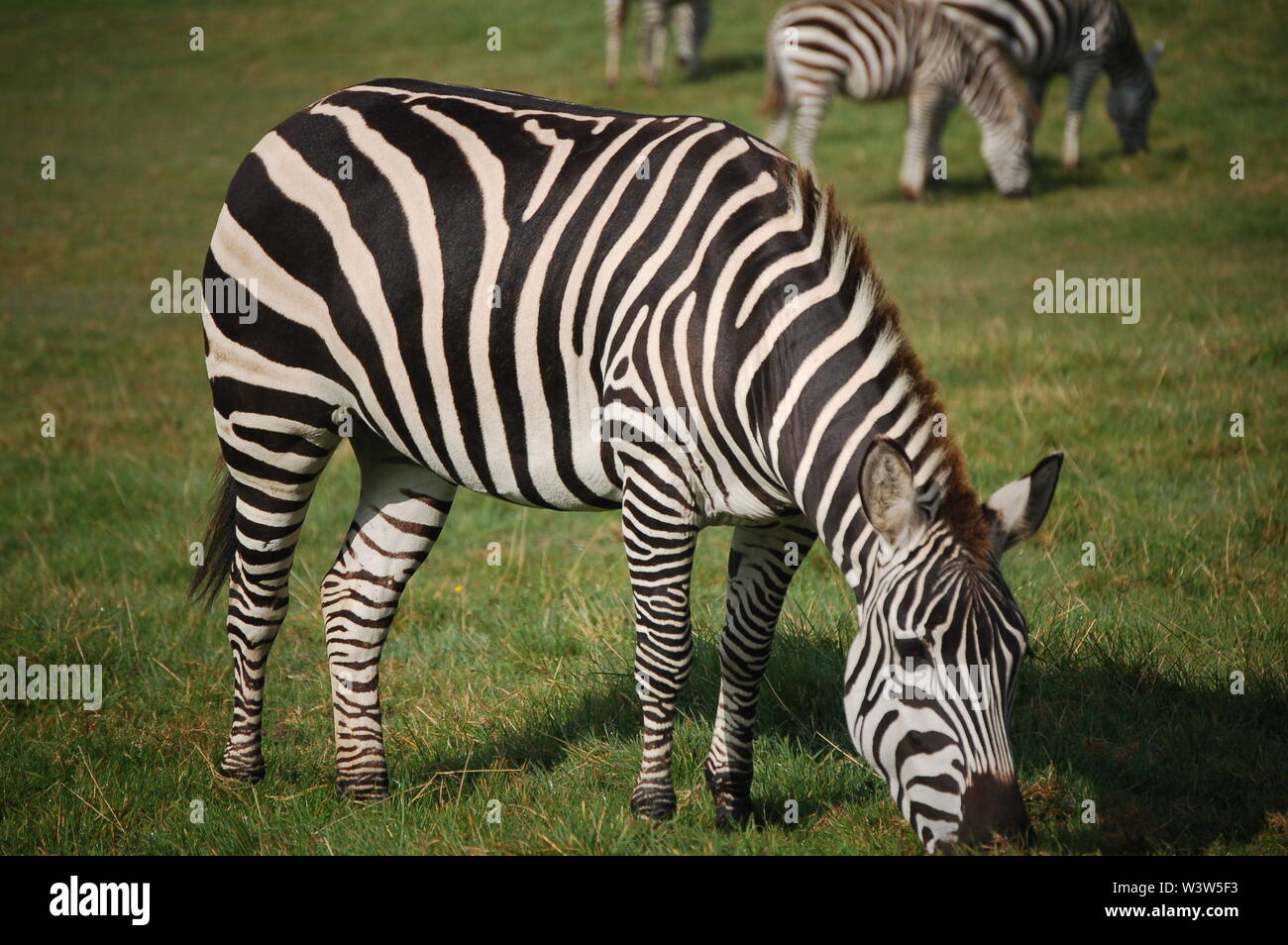 Zebra longleat hi-res stock photography and images - Alamy
