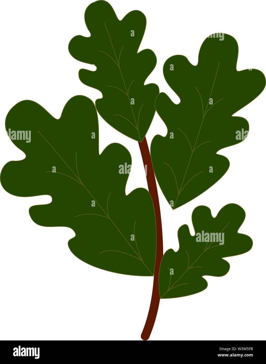 Colorful leaves on red oak Stock Vector Images - Alamy