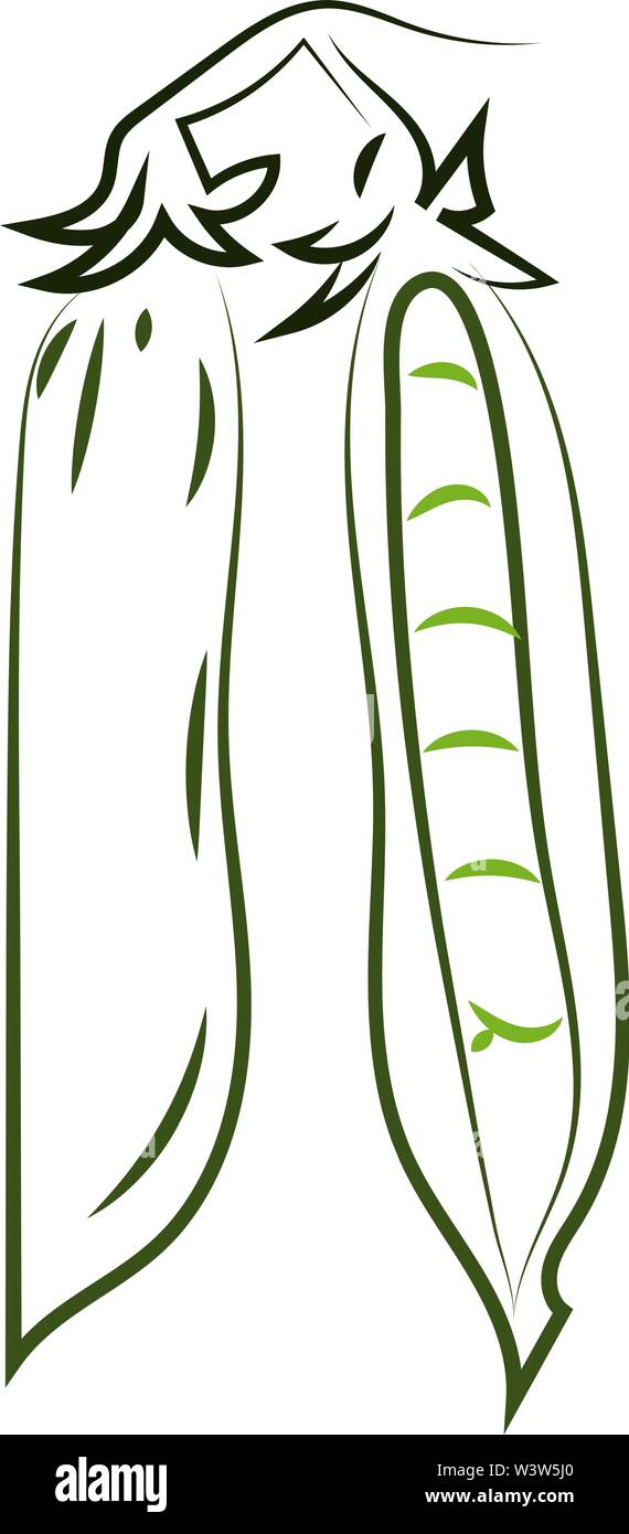Fresh peas drawing, illustration, vector on white background Stock ...