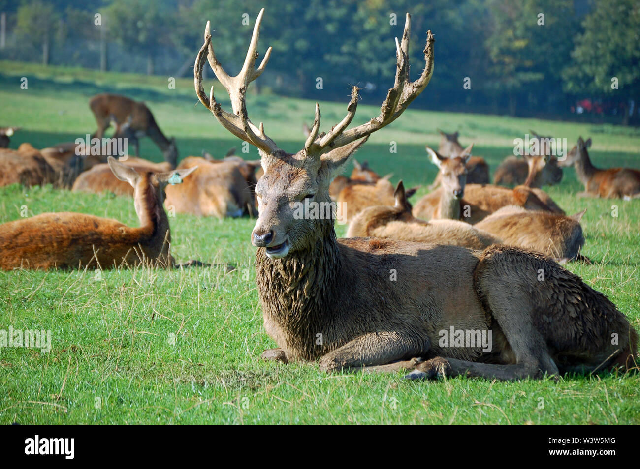 Drive by reindeer hi-res stock photography and images - Alamy