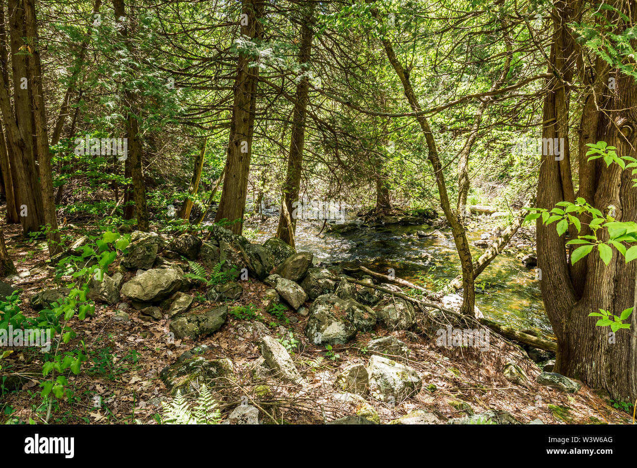 Canadian wetland showing marsh with trees in summer on sunny day Stock ...
