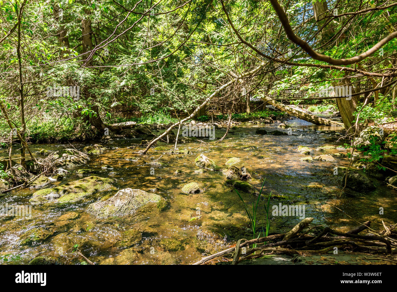 Canadian wetland showing marsh with trees in summer on sunny day Stock ...