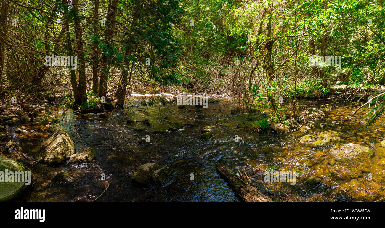 Canadian wetland showing marsh with trees in summer on sunny day Stock ...