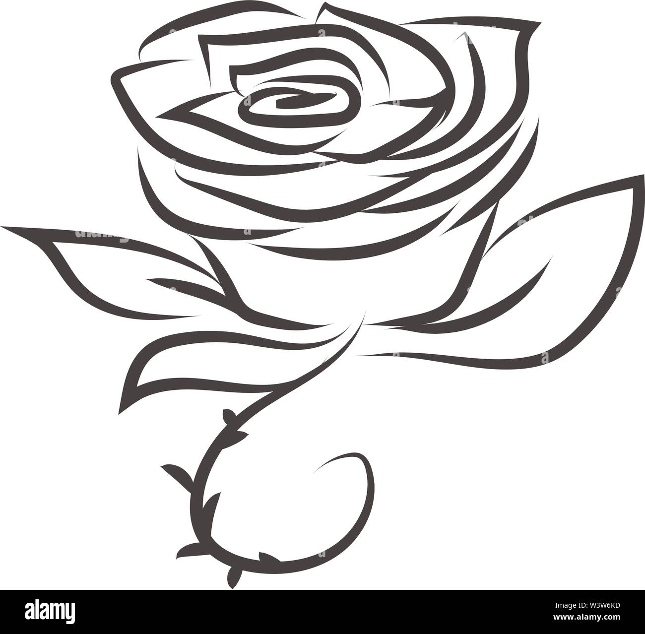 Vector illustration blossom rose Black and White Stock Photos & Images ...