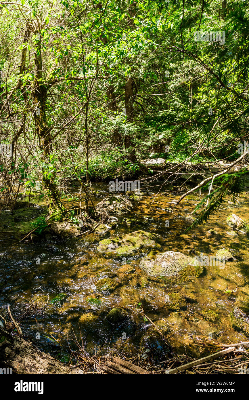Canadian wetland showing marsh with trees in summer on sunny day Stock ...