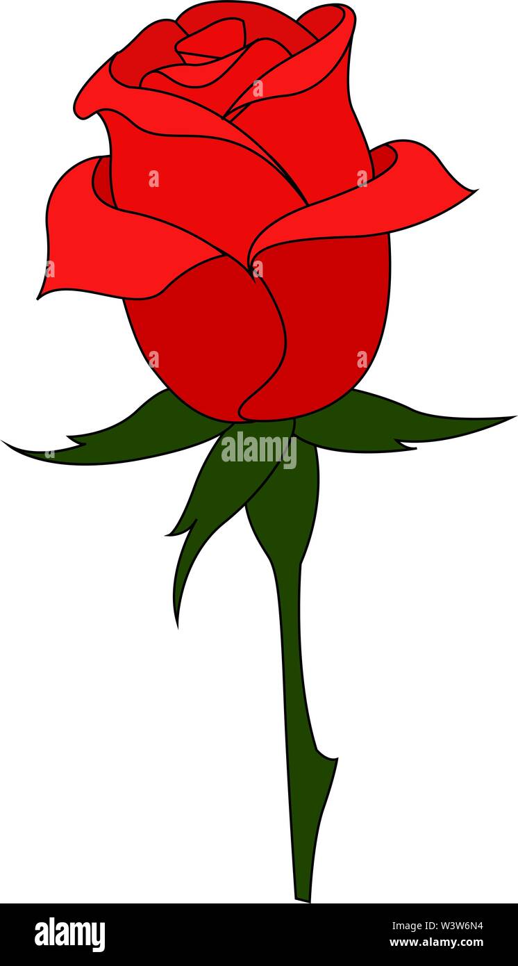 Red rose, illustration, vector on white background Stock Vector Image ...