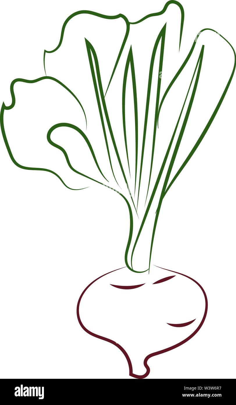 Turnip drawing, illustration, vector on white background Stock Vector ... Turnip drawing, illustration, vector on white background Stock Vector ...