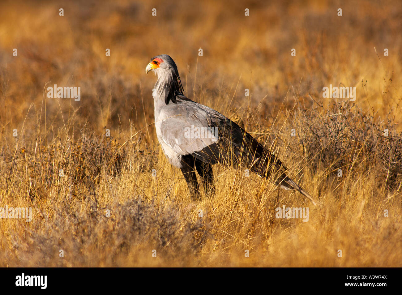 Secretary bird and cobra hi-res stock photography and images - Alamy