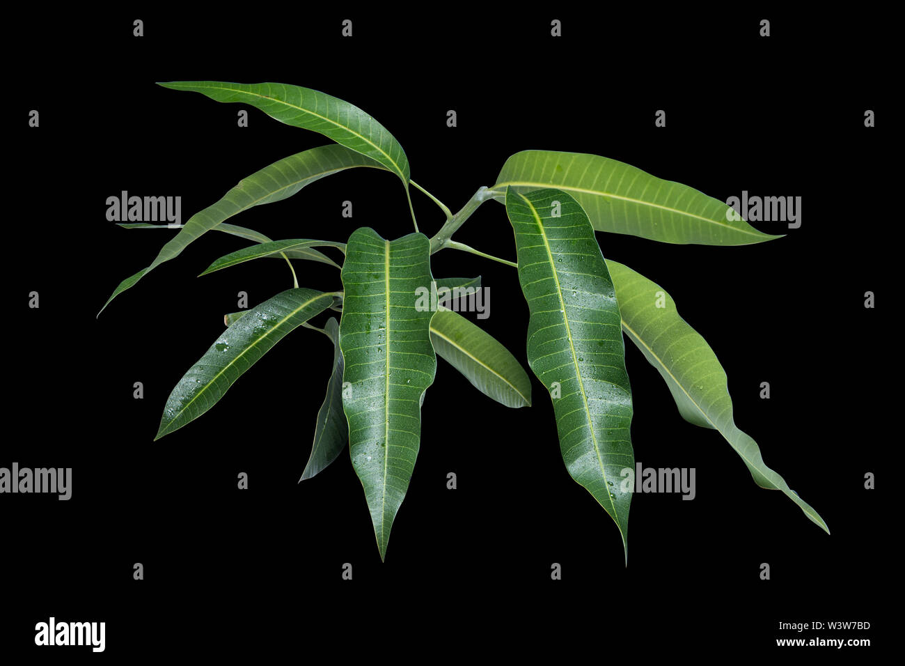 Black mango tree hi-res stock photography and images - Alamy