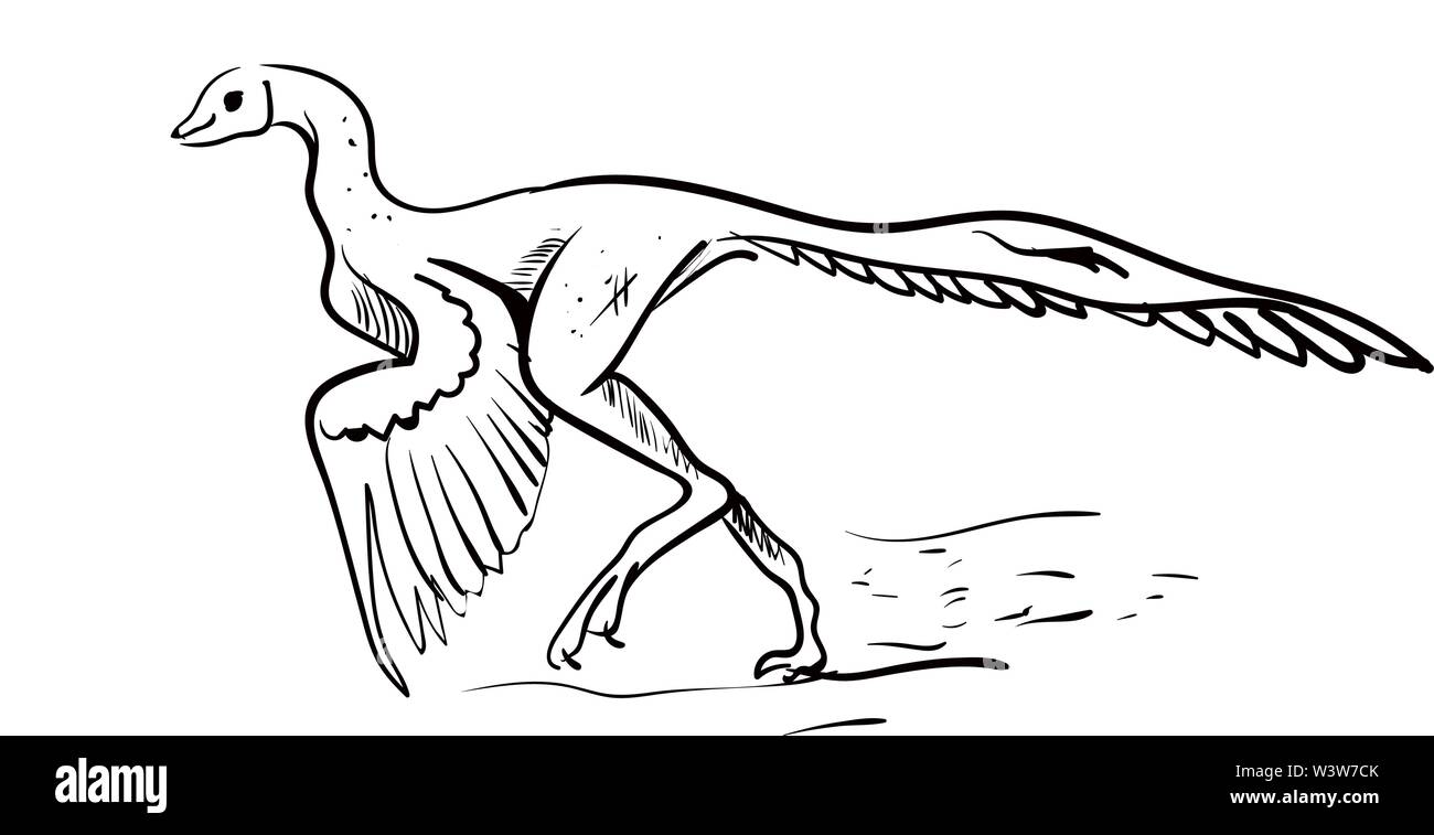 Archaeopteryx drawing, illustration, vector on white background Stock ...
