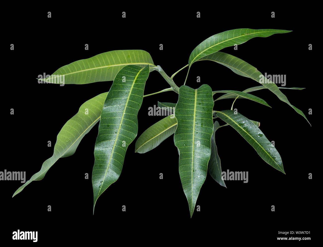Mango with leaf hi-res stock photography and images - Alamy