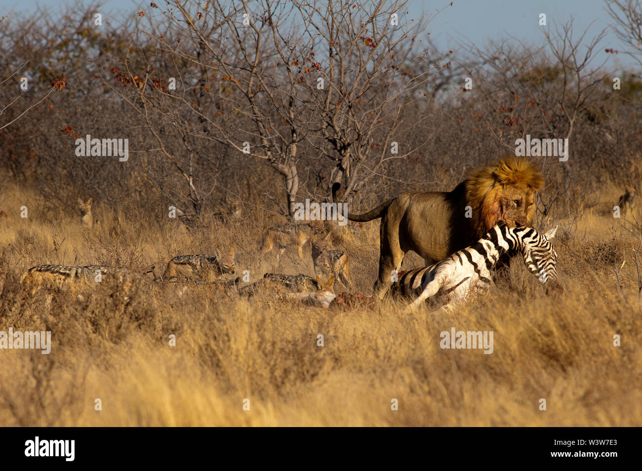 Lion (Panthera leo) dragging a zebra kill whilst jackals are trying to ...
