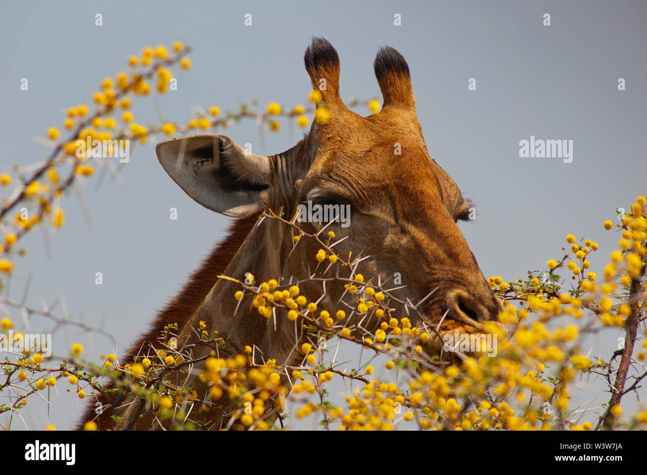 Giraffe eating from a acacia tree, Etosha National Park, Namibia Stock Photo - Alamy