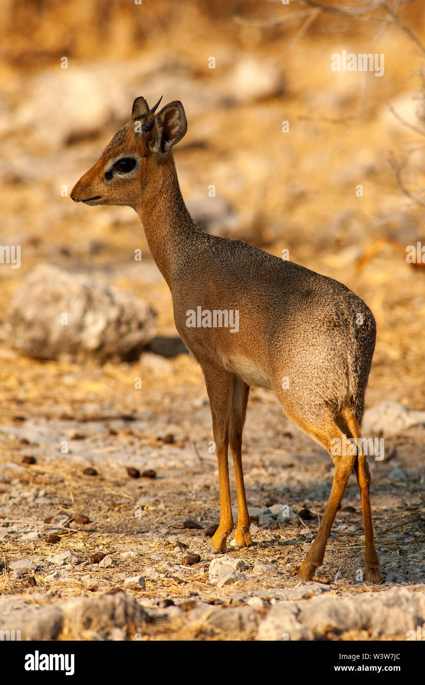 Female Damara Dik Dik, Etosha National Park, Namibia Stock Photo - Alamy