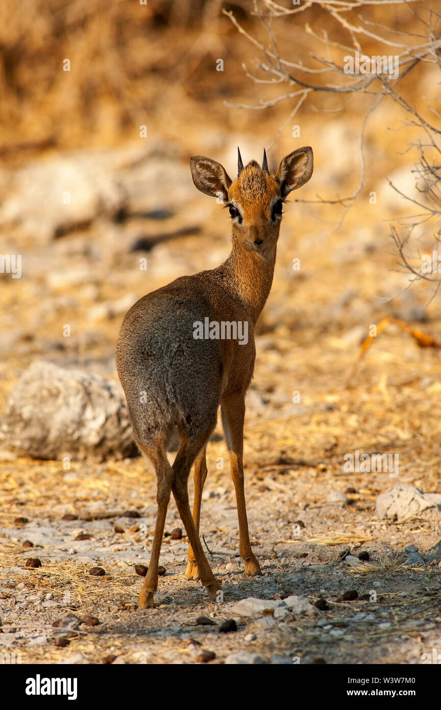 Damara dik dik namibia hi-res stock photography and images - Alamy