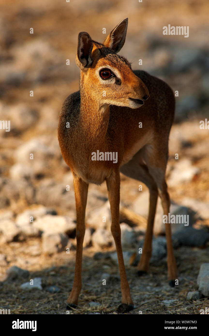 Female Damara Dik Dik, Etosha National Park, Namibia Stock Photo - Alamy