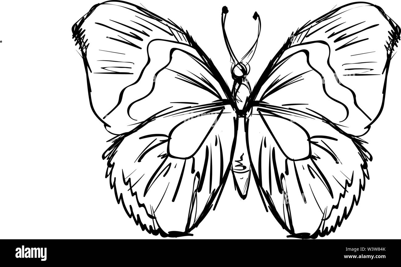 Butterfly drawing, illustration, vector on white background Stock ...