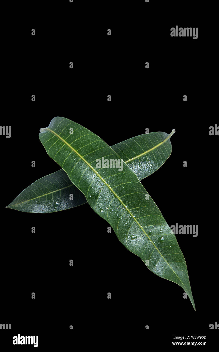 Beautiful green mango leaves isolated on black background with water ...