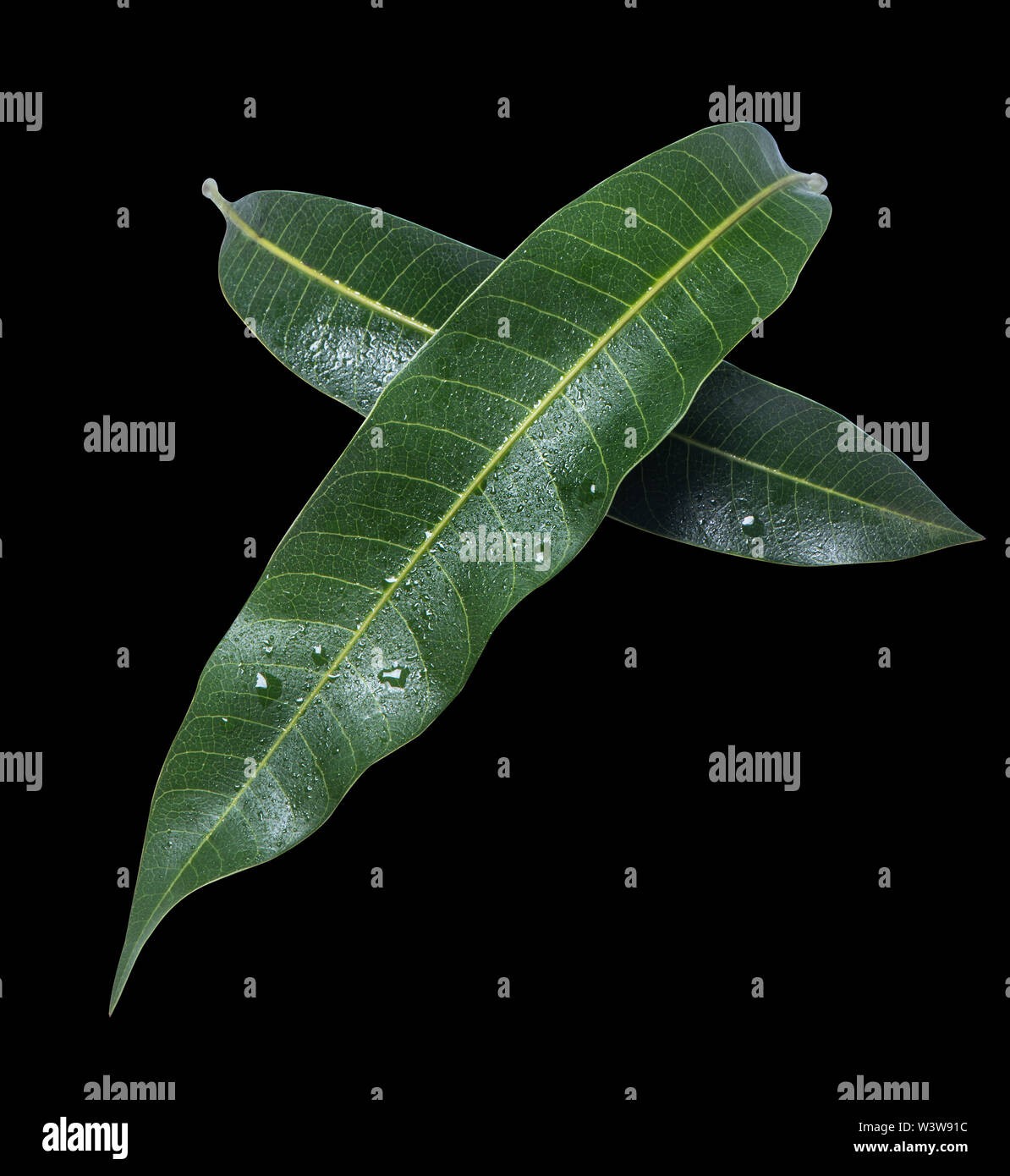 Beautiful green mango leaves isolated on black background with water ...