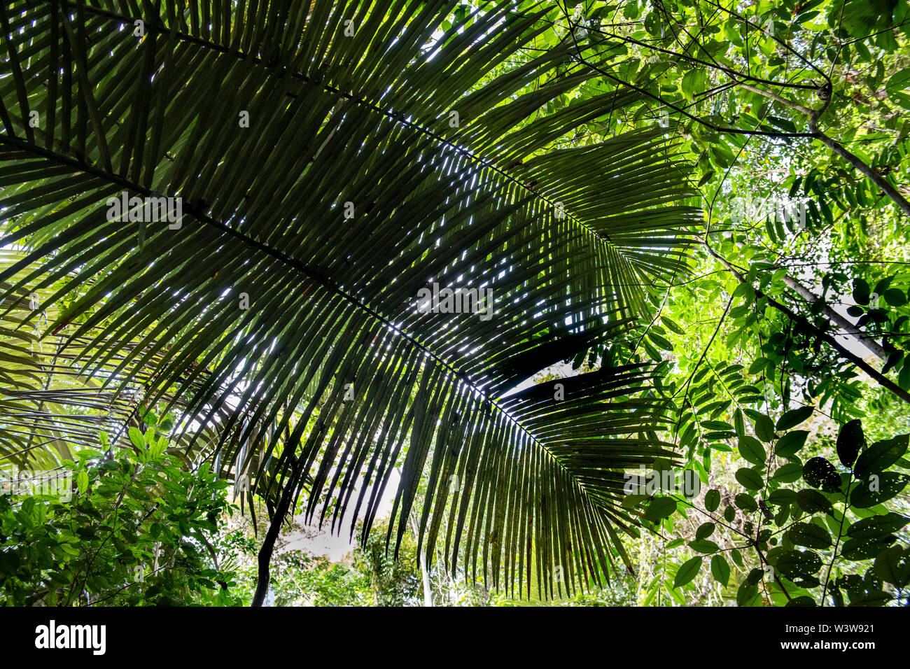 Filtered Light Defines a Frond Palm in the Peruvian Amazon Stock Photo ...