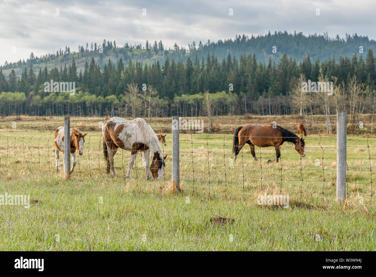 Stoney indian reservation hi-res stock photography and images - Alamy